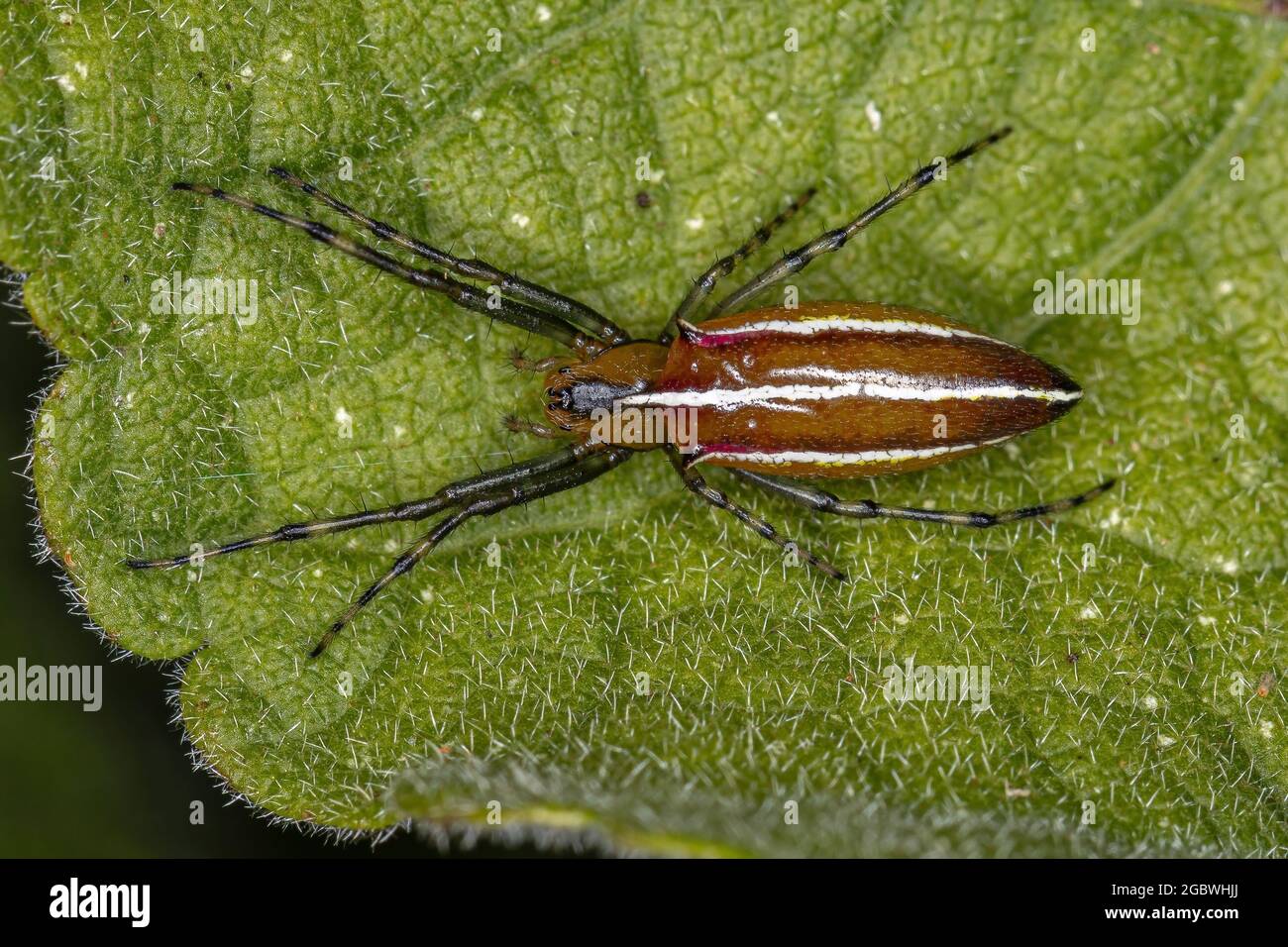 Adult Typical Orbweaver Spider of the species Alpaida trispinosa Stock ...