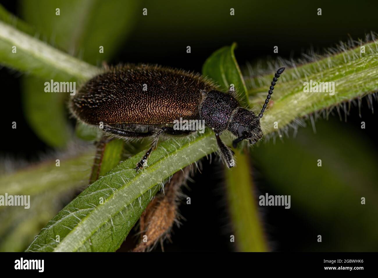 Adult Long-jointed Beetle of the species Lagria villosa Stock Photo - Alamy