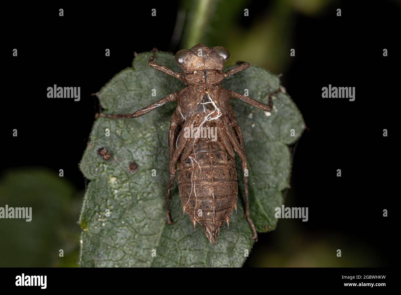 Damselfly Insect Molt of the Suborder Zygoptera Stock Photo - Alamy