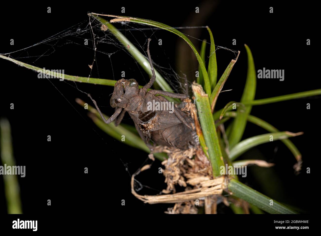 Damselfly Insect Molt of the Suborder Zygoptera Stock Photo - Alamy