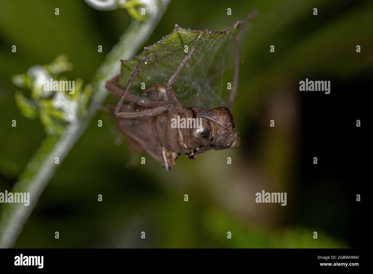 Damselfly Insect Molt of the Suborder Zygoptera Stock Photo - Alamy