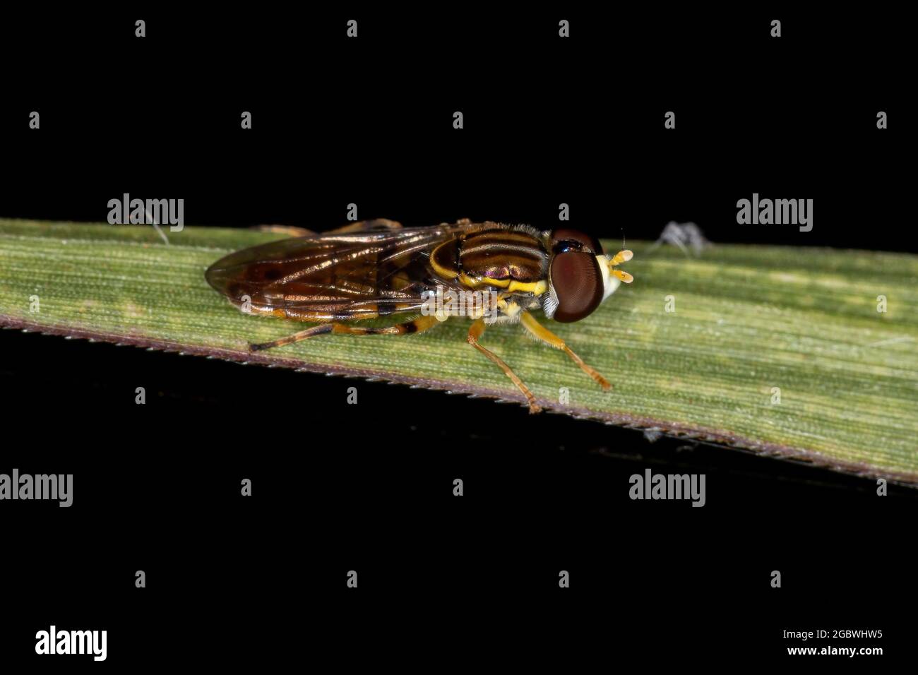 Adult Typical Hover Fly of the Subfamily Syrphinae Stock Photo - Alamy