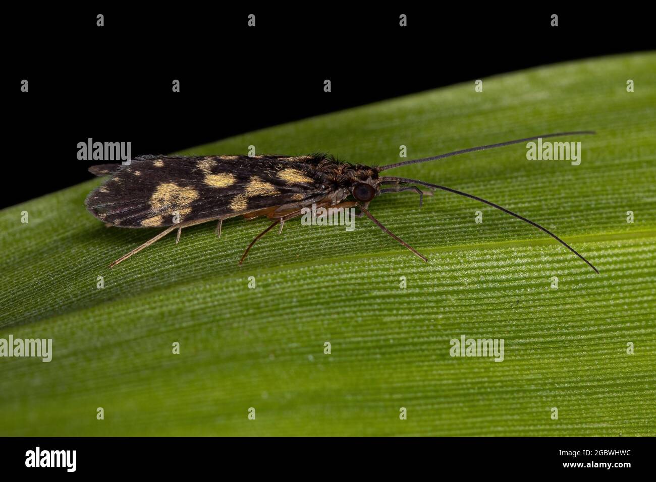 Adult Caddisfly Insect of the Order Trichoptera Stock Photo - Alamy