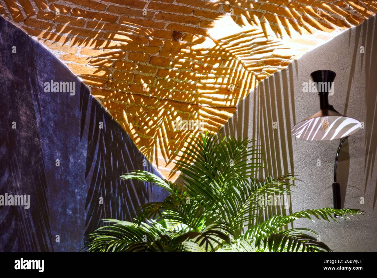 A close up of a palm tree shadow over a wall Stock Photo - Alamy
