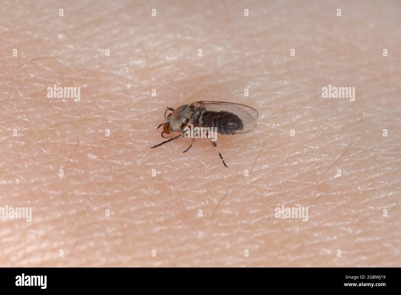 Adult Black Fly of the Family Simuliidae sucking blood from a human on ...
