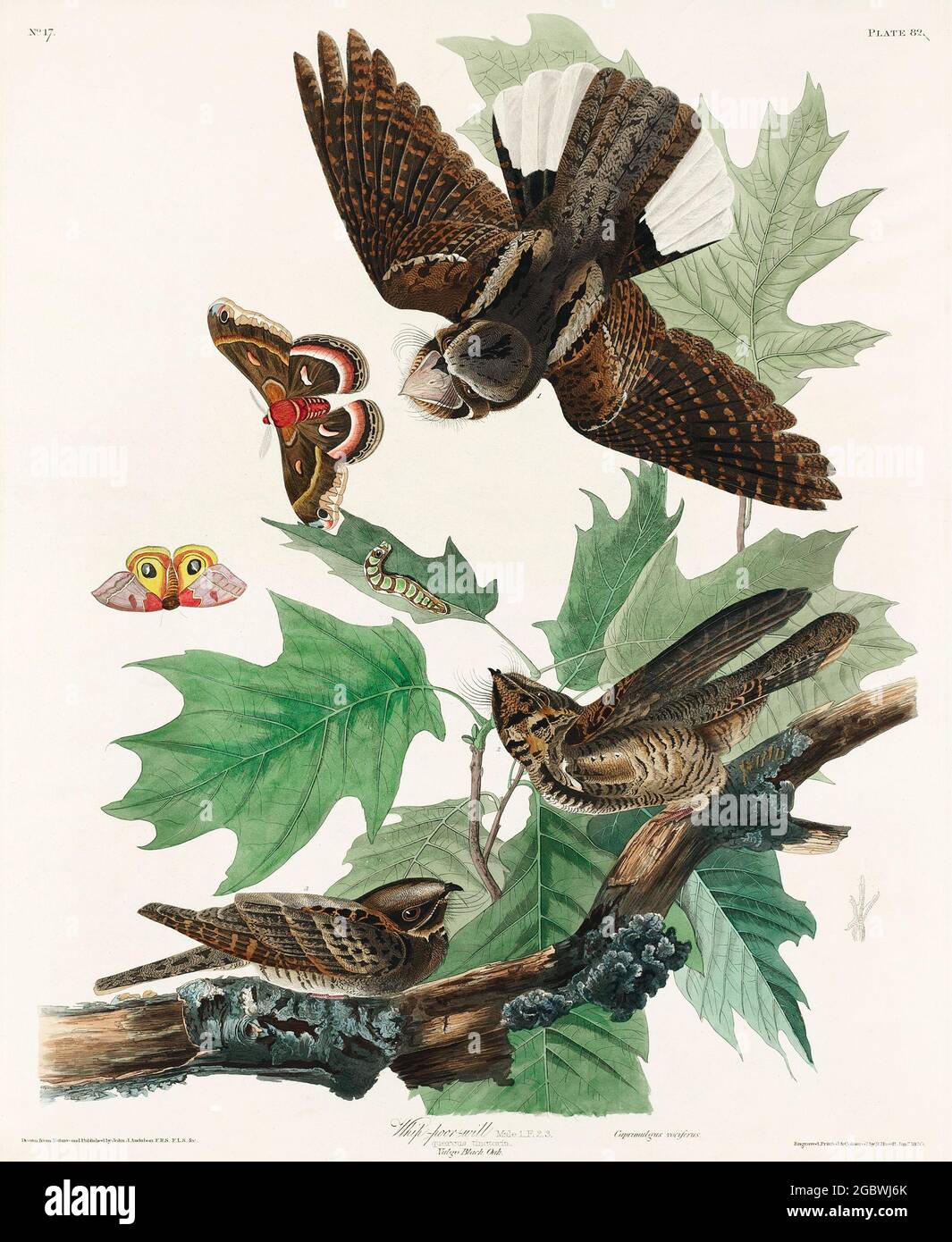 American nightjar hi-res stock photography and images - Alamy