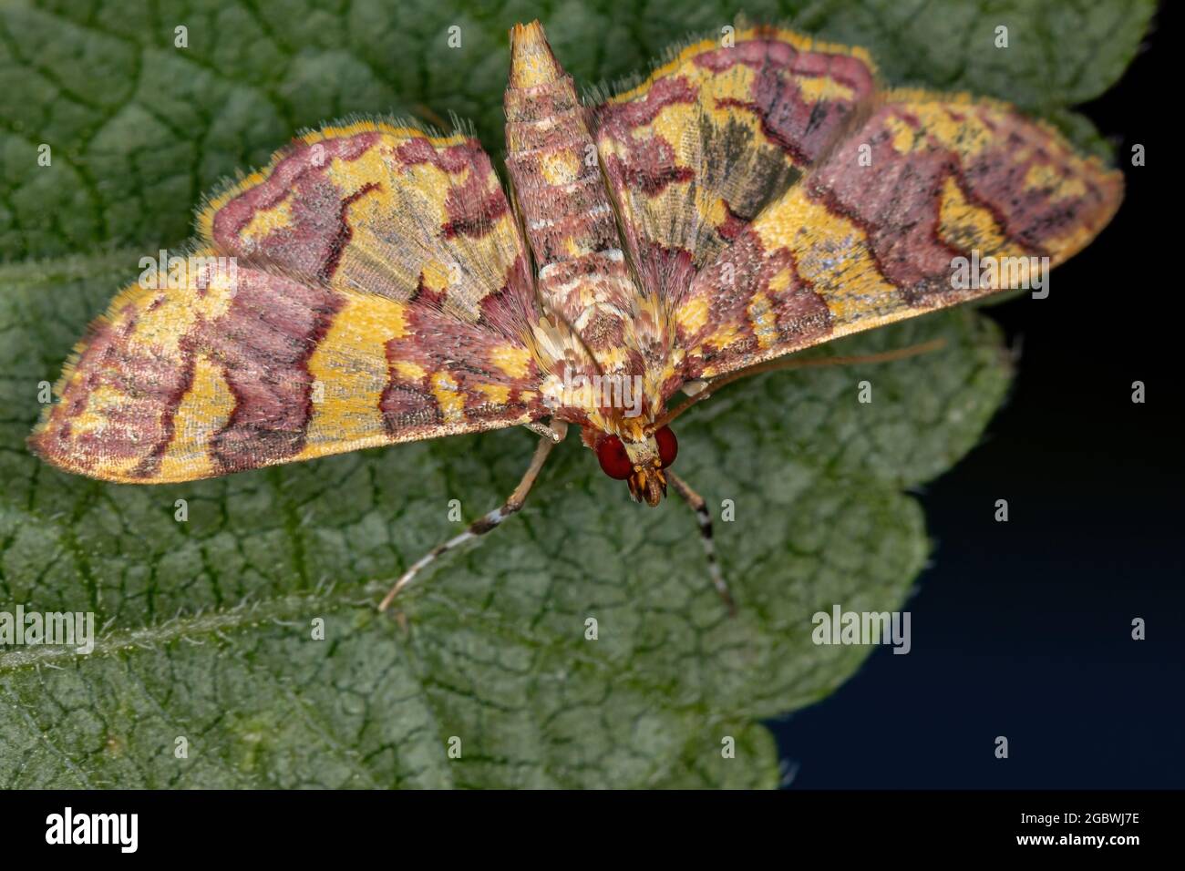 Adult Crambid Moth of the Family Crambidae Stock Photo - Alamy