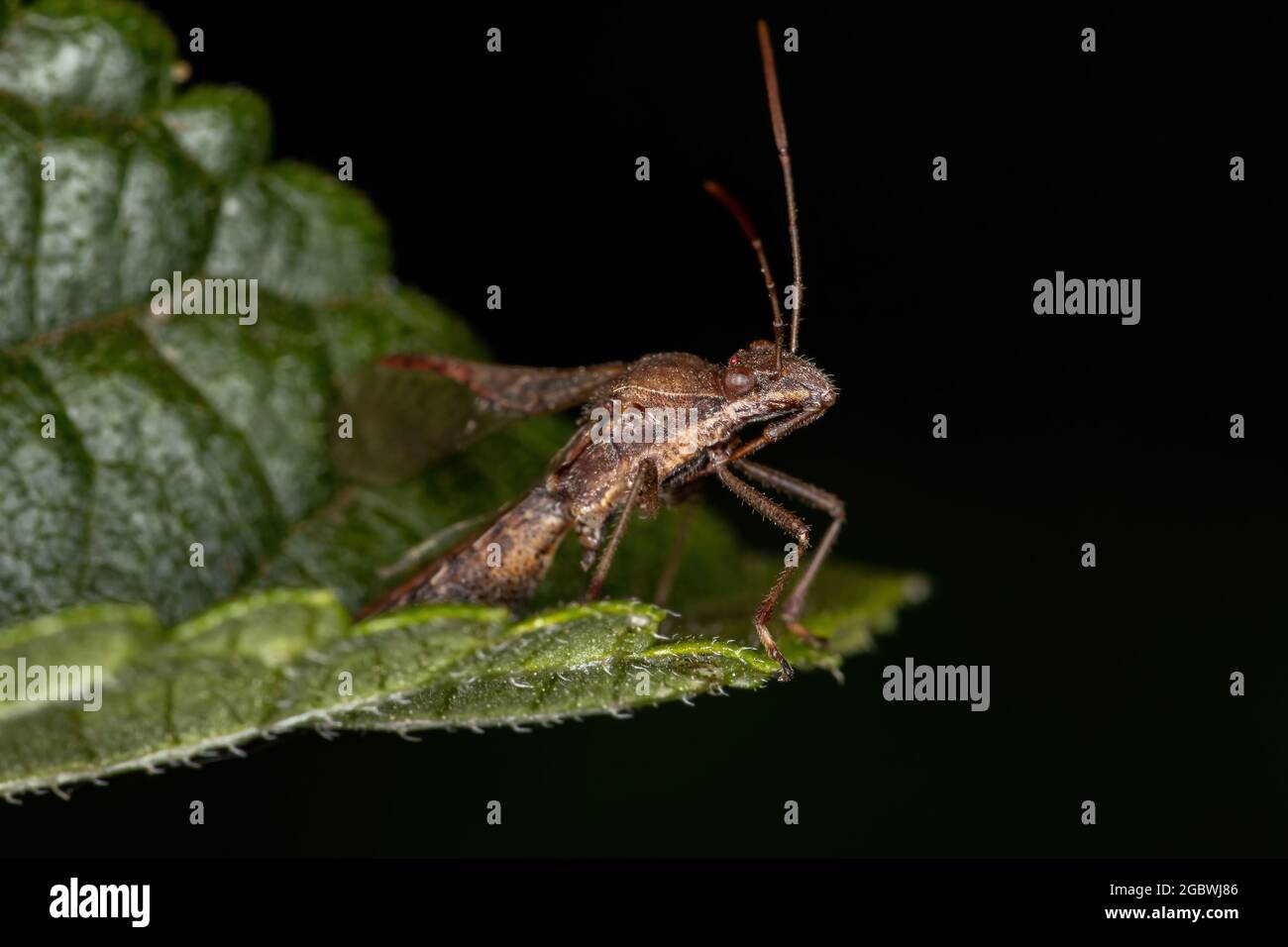 Adult Broad-headed Bug of the species Neomegalotomus parvus Stock Photo ...