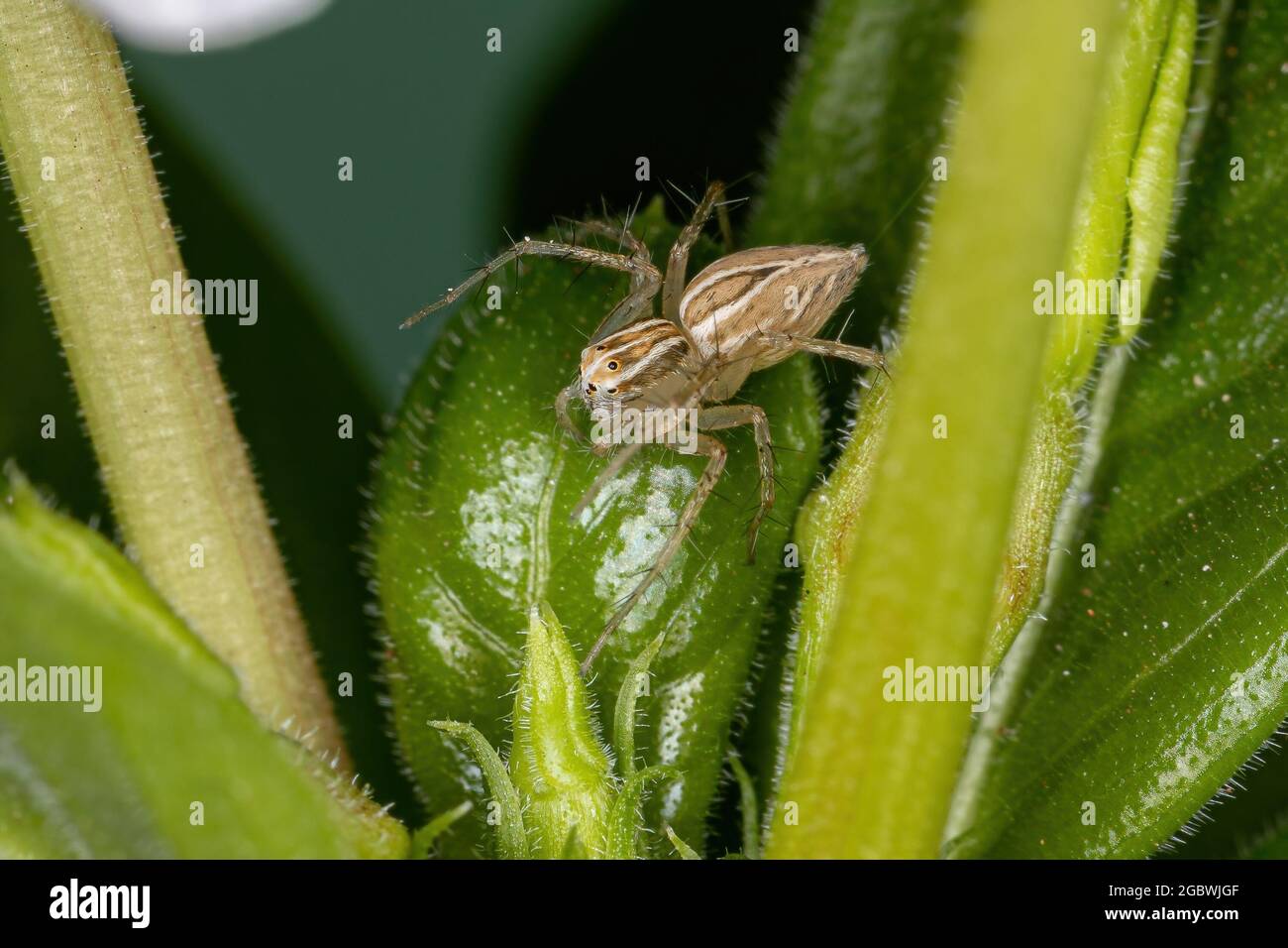 Striped Lynx Spider of the species Oxyopes salticus Stock Photo - Alamy