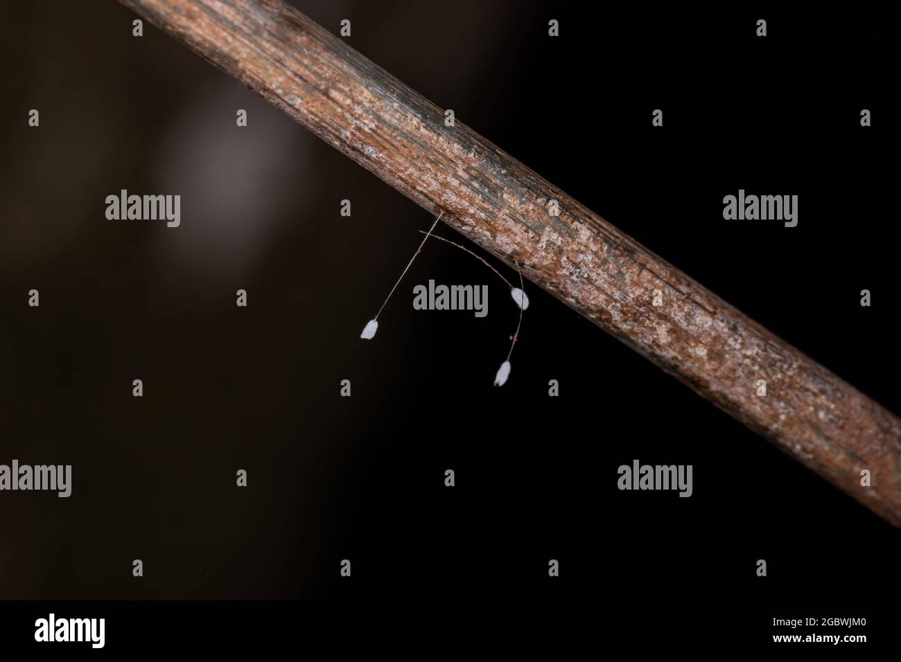 Green lacewing eggs hi-res stock photography and images - Alamy