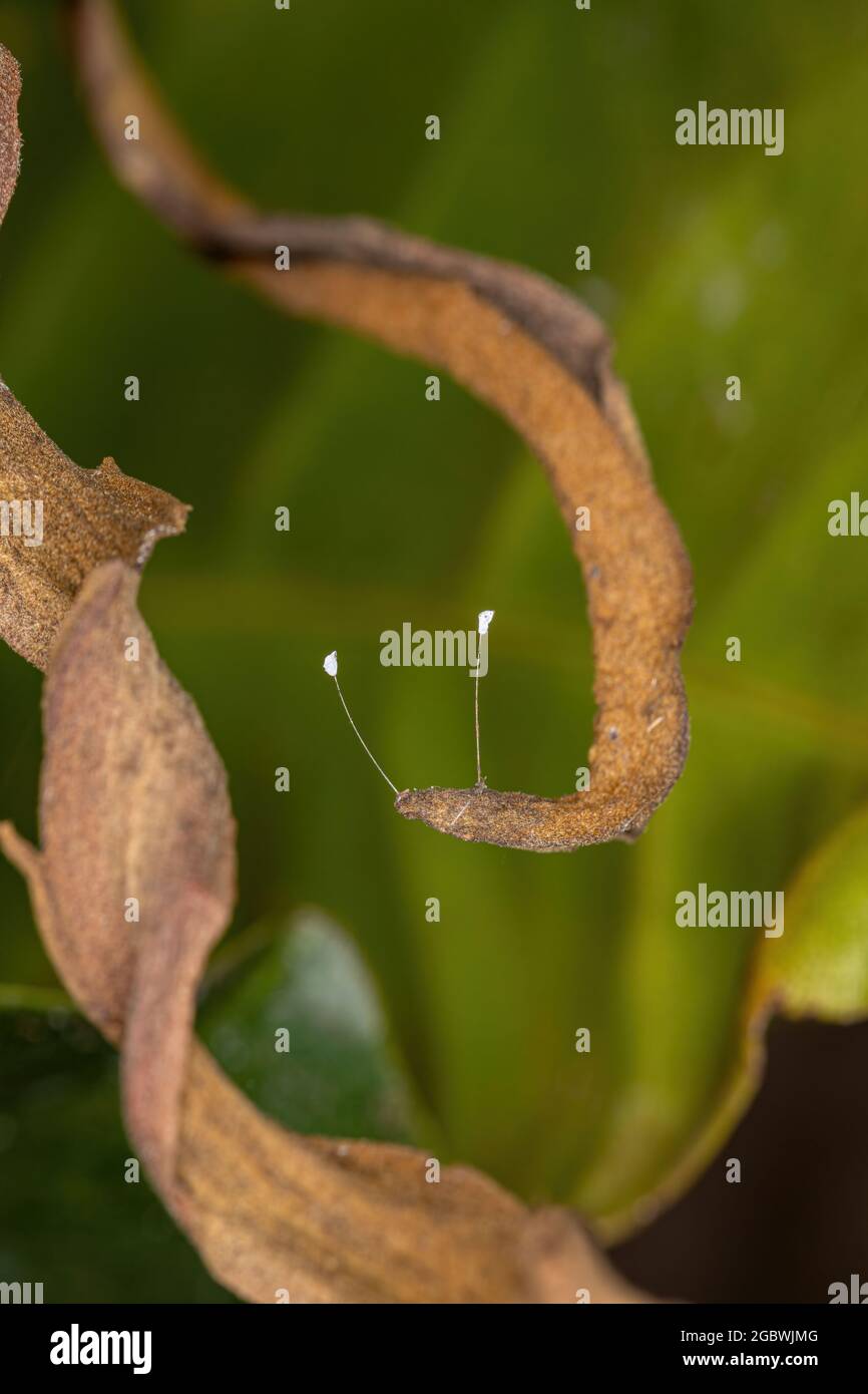 Green Lacewing Eggs of the Family Chrysopidae Stock Photo - Alamy