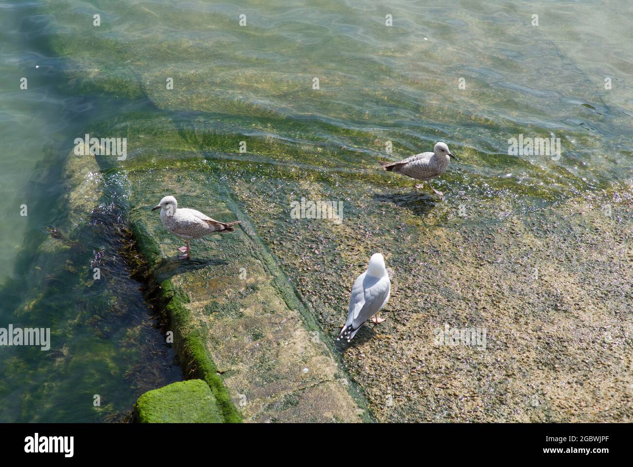 Seagull on sea pier rocks hi-res stock photography and images - Alamy