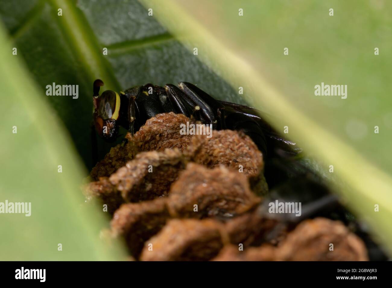 Long-waisted Paper Wasp of the Genus Mischocyttarus Stock Photo - Alamy