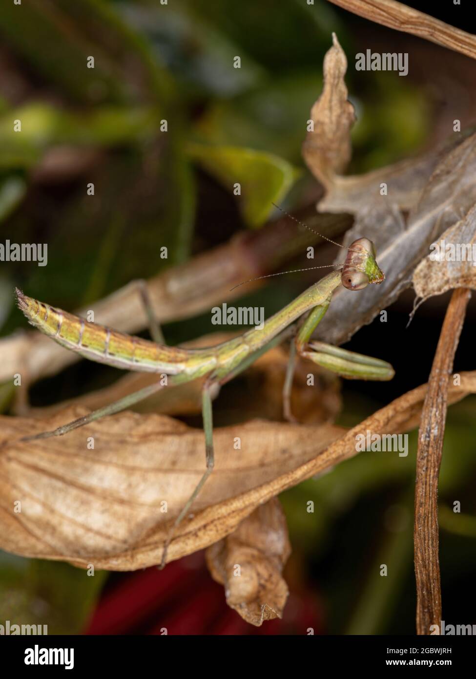 Small Mantid Nymph of the Genus Oxyopsis Stock Photo - Alamy