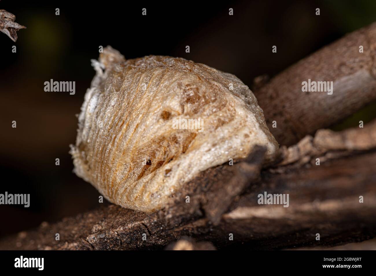 Mantid eggs hi-res stock photography and images - Alamy