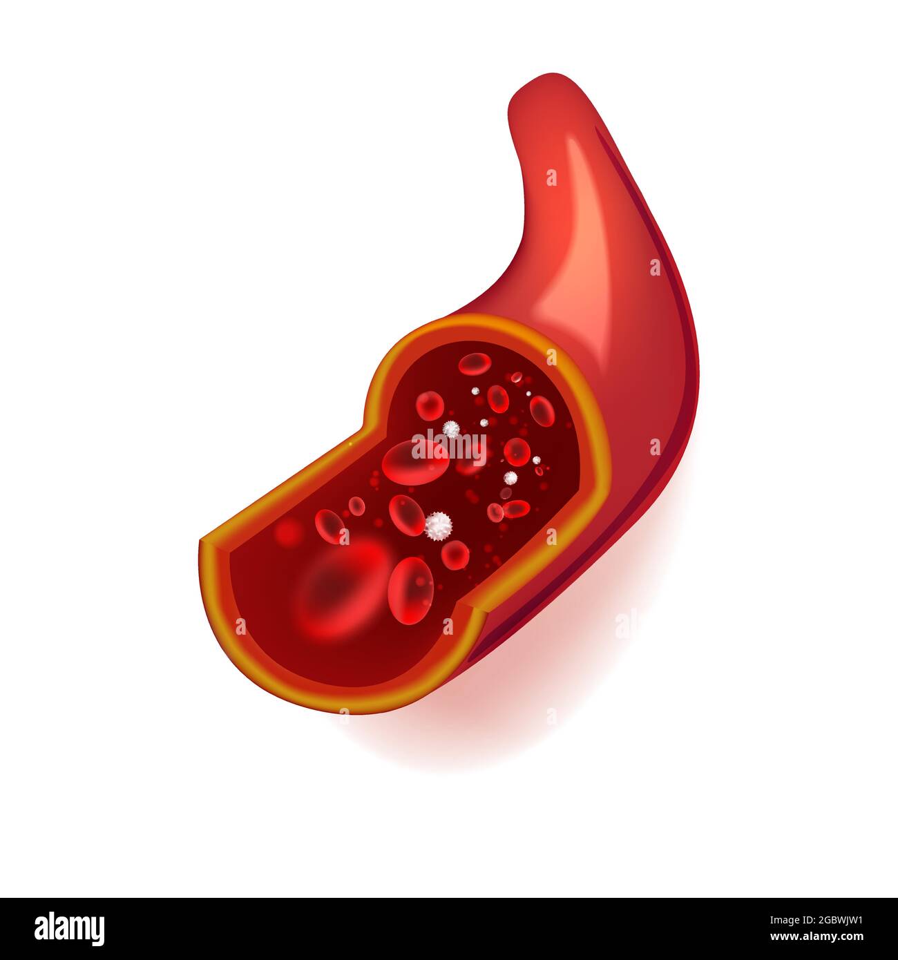 Vector illustration of human blood vessel in section with red blood ...