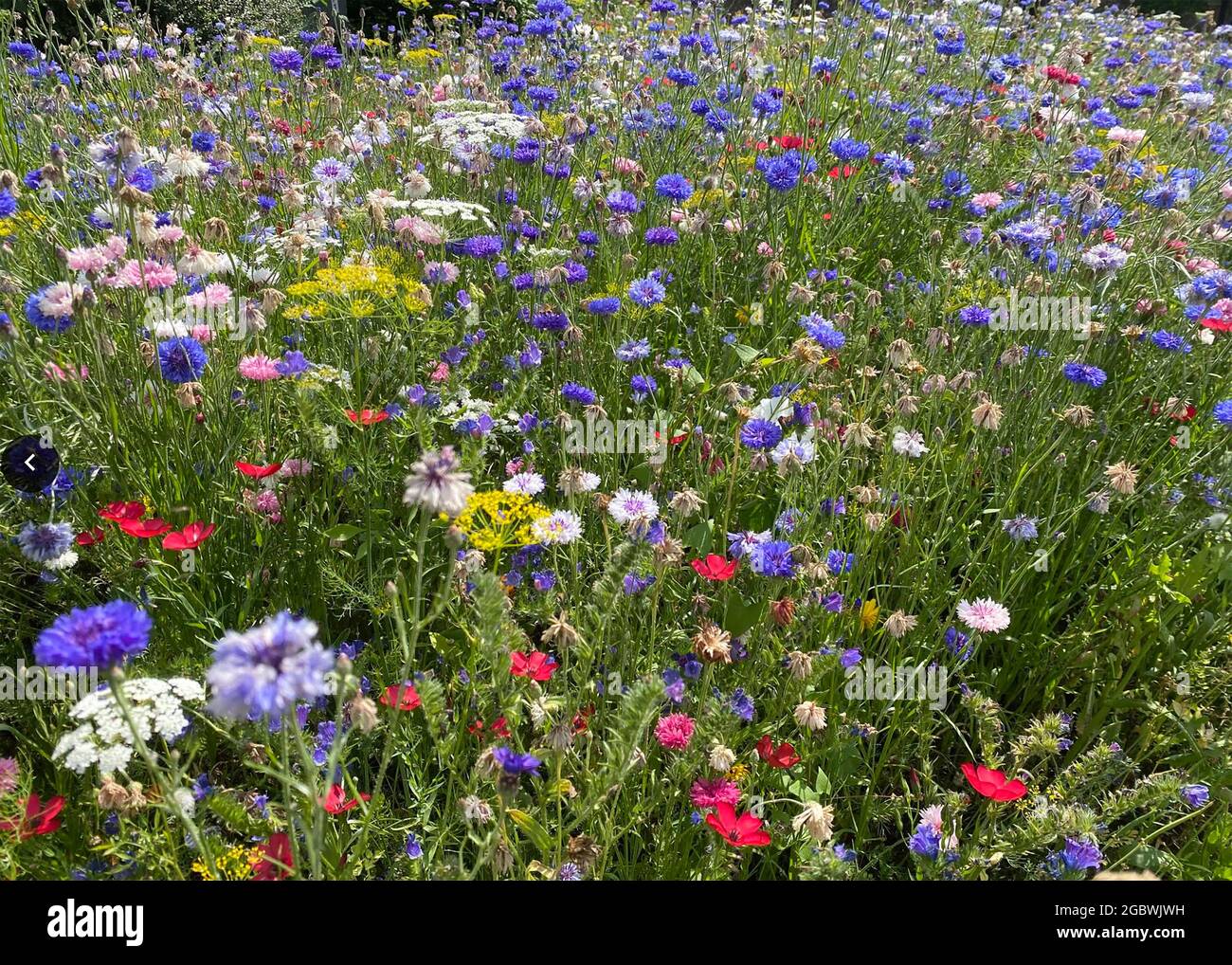 WILDFLOWER MEADOW in Maidenhead, Berkshire. Photo: Tony Gale Stock ...