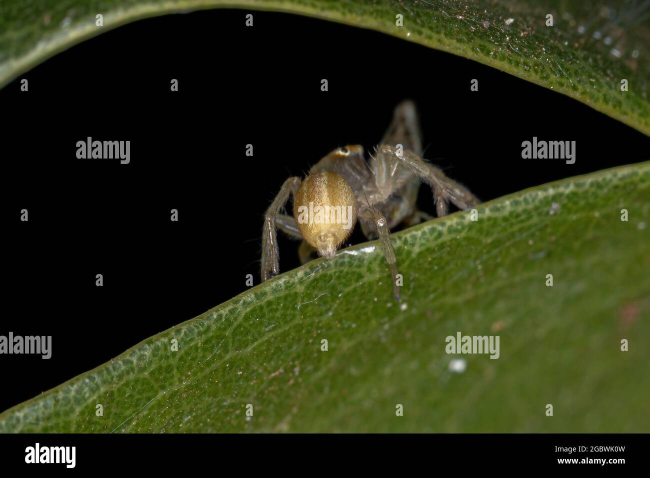 Small Jumping Spider of the Genus Chira preying on a Small Typical ...