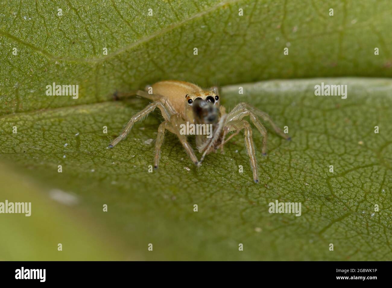 Small Jumping Spider of the Genus Chira preying on a Small Typical ...