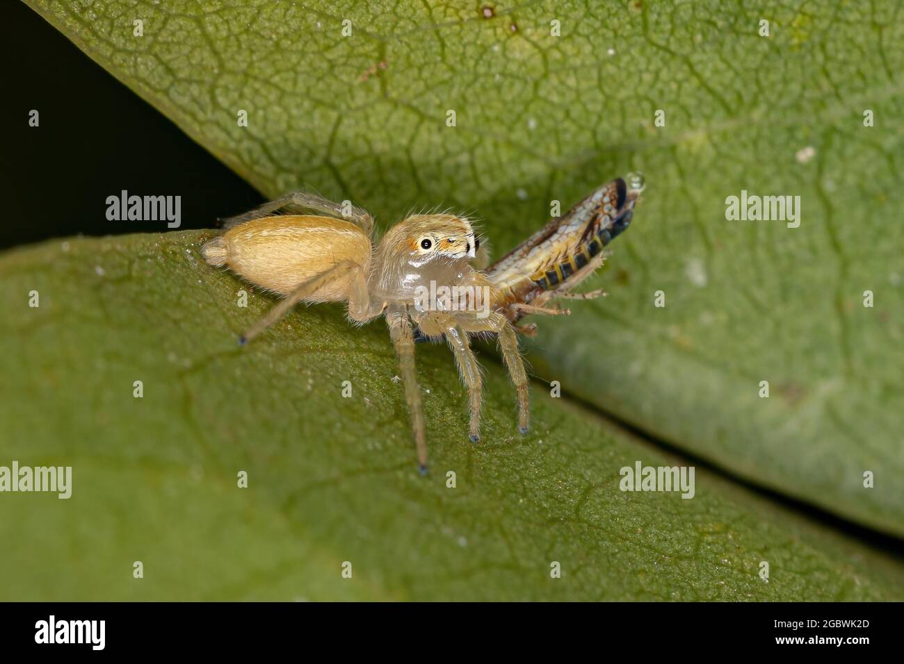 Small Jumping Spider of the Genus Chira preying on a Small Typical ...