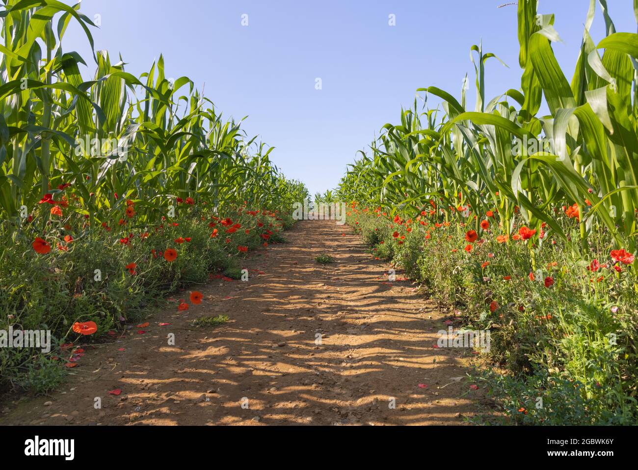 Walking through corn field hi-res stock photography and images - Alamy