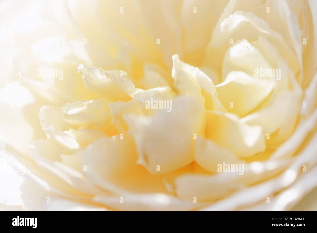Delicate cream roses flowers close-up, macro rose background Stock ...