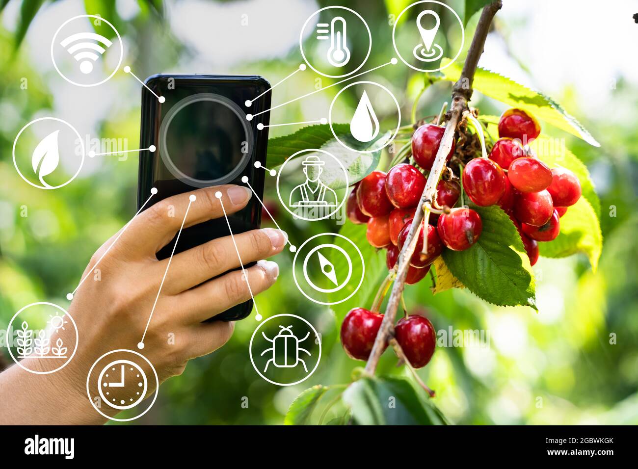 Smart Farming Digital Technology Agriculture App At Farm Stock Photo ...