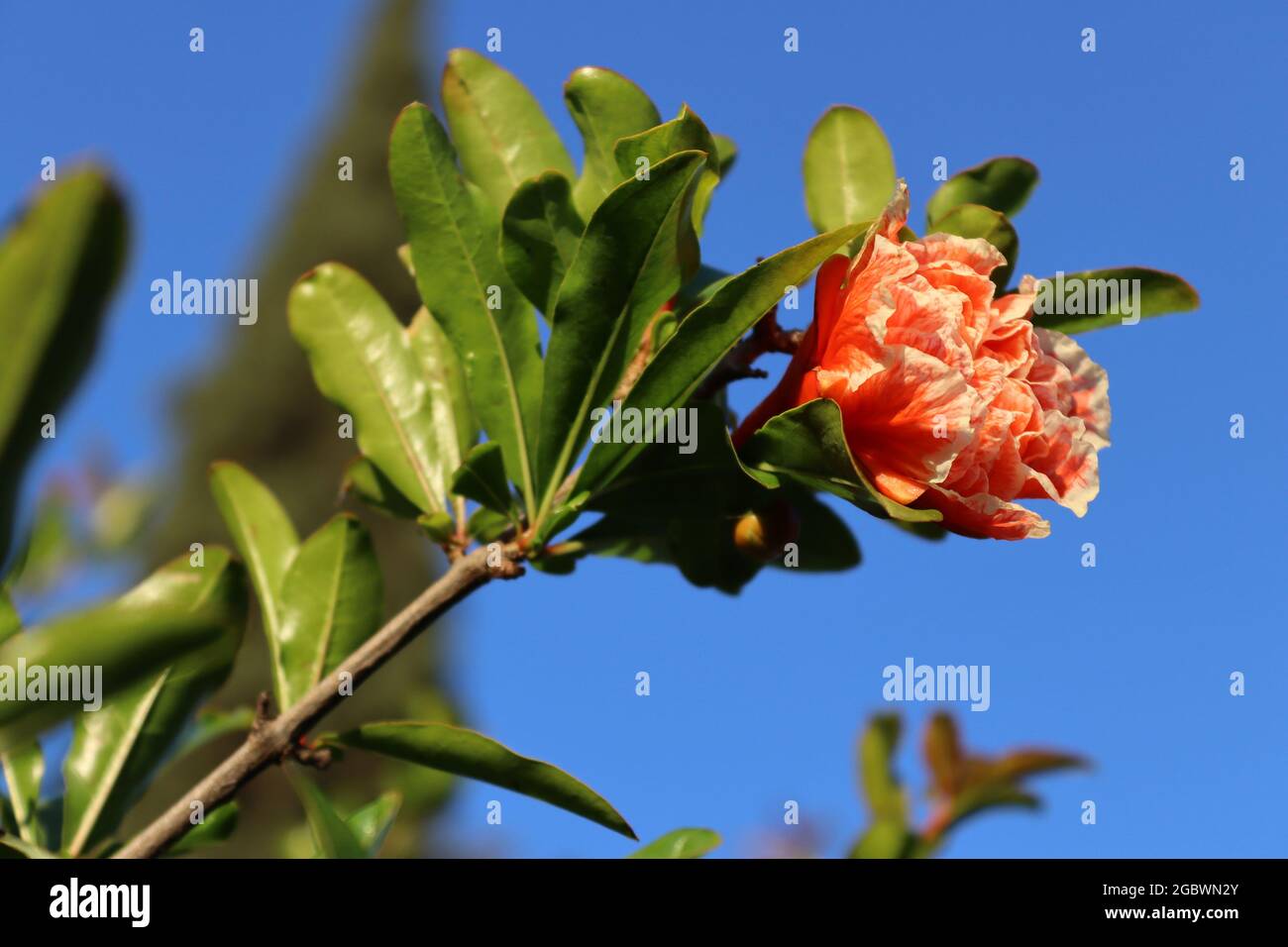 Pomegranate tree branch with a pomegranate flower beginning to open in ...