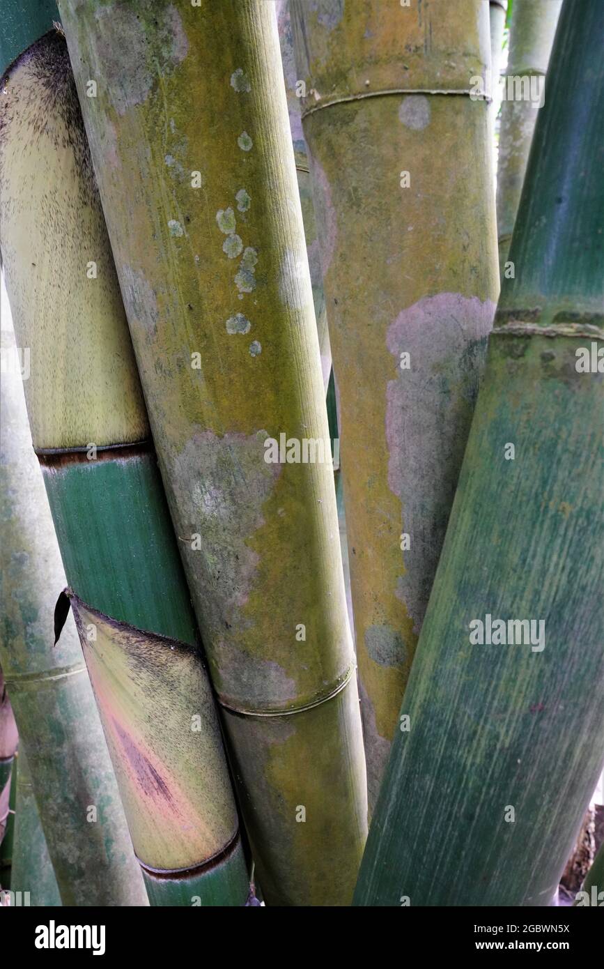 THICK WILD BAMBOO STANDING STRONG AND TALL Stock Photo - Alamy