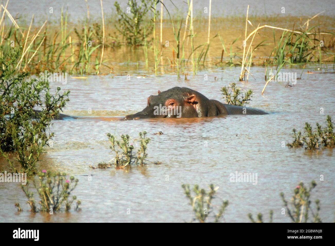 Hippo looking out of water hi-res stock photography and images - Alamy