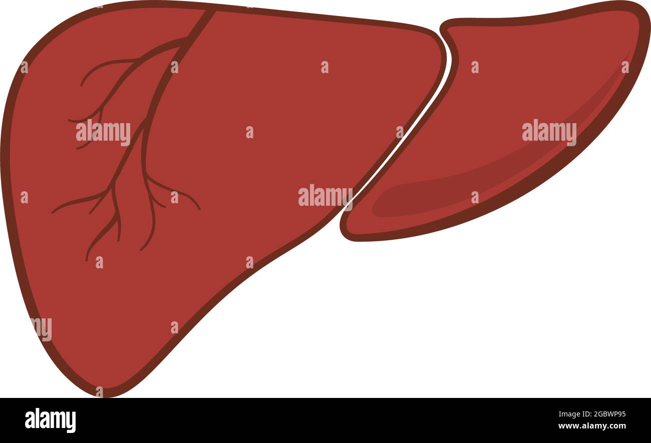Anatomical human liver organ in vector icon Stock Vector Image & Art ...