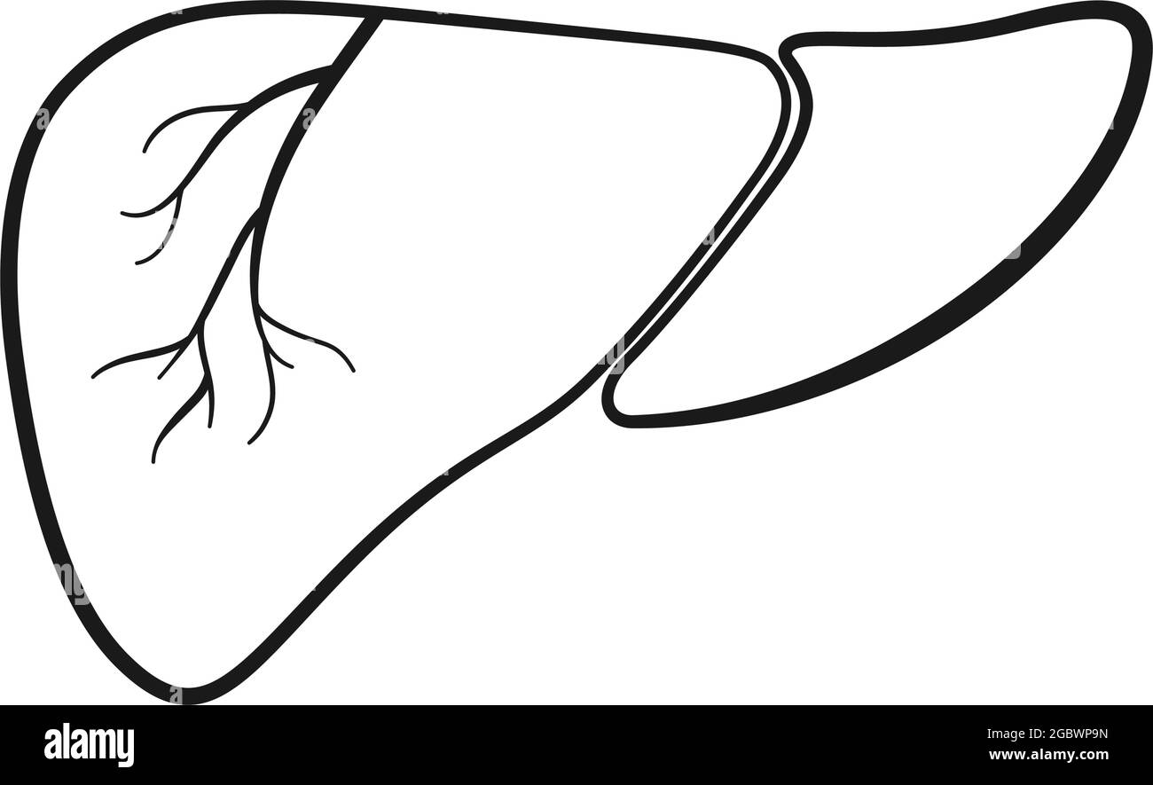 Anatomical human liver organ in vector icon Stock Vector Image & Art ...