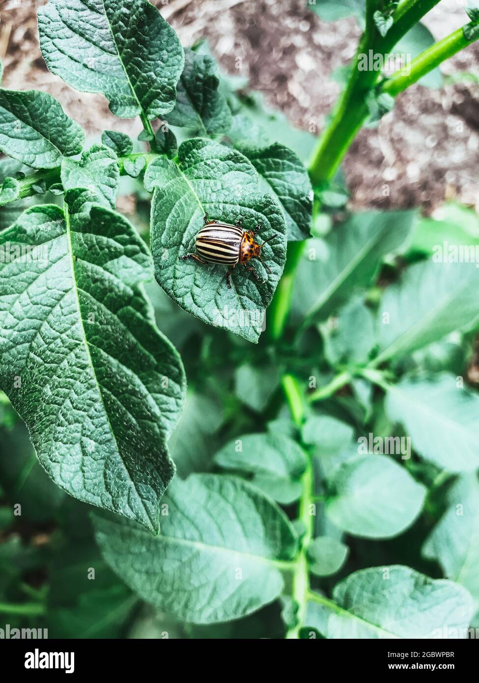 Vertical shot of an insect on a green plant Stock Photo - Alamy