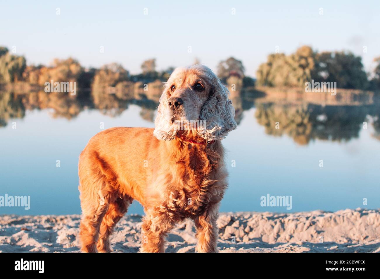 Closeup shot of a cute dog near a lake Stock Photo - Alamy