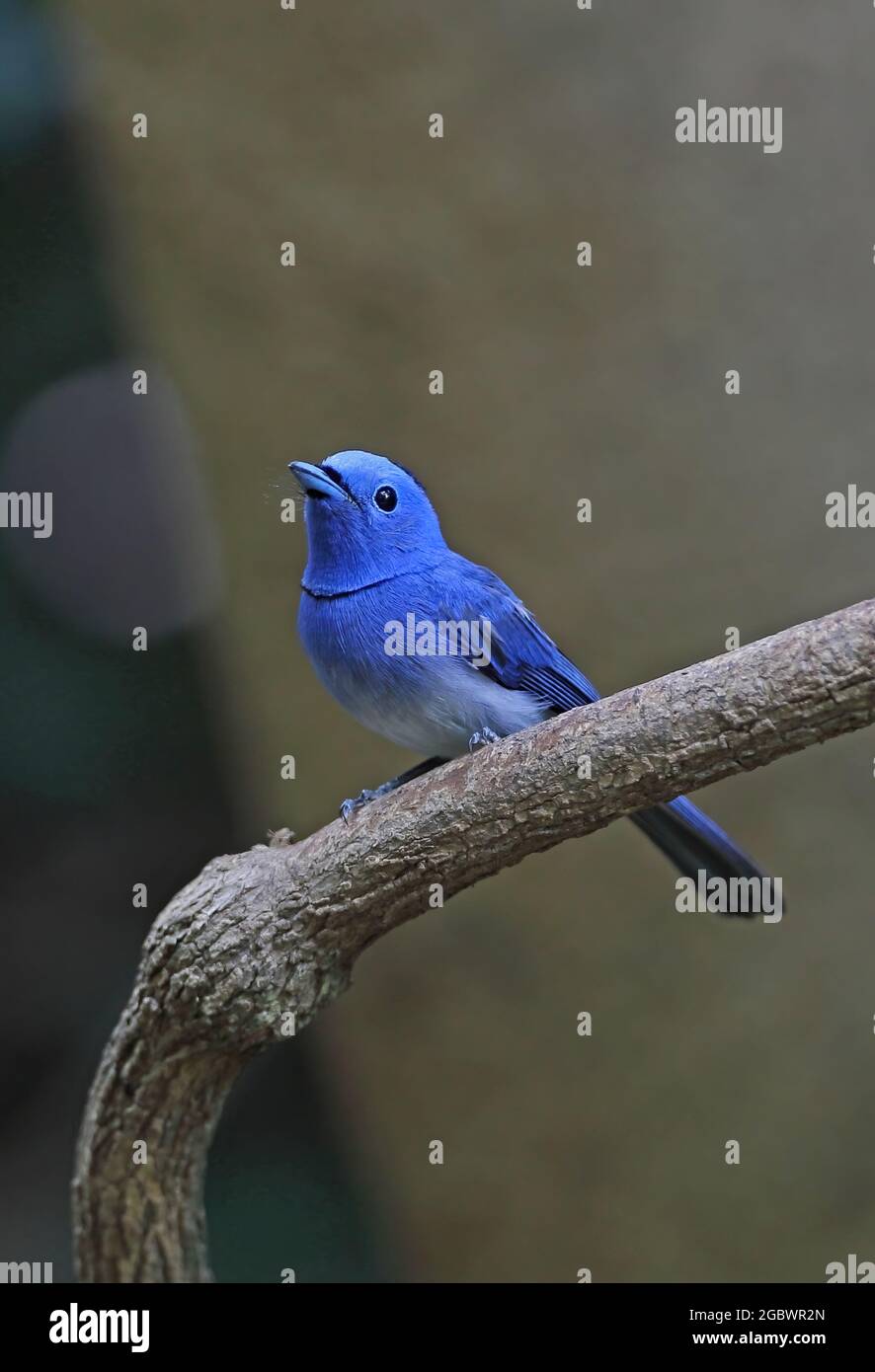 Black-naped Monarch (Hypothymis azurea styani) adult male perched on ...