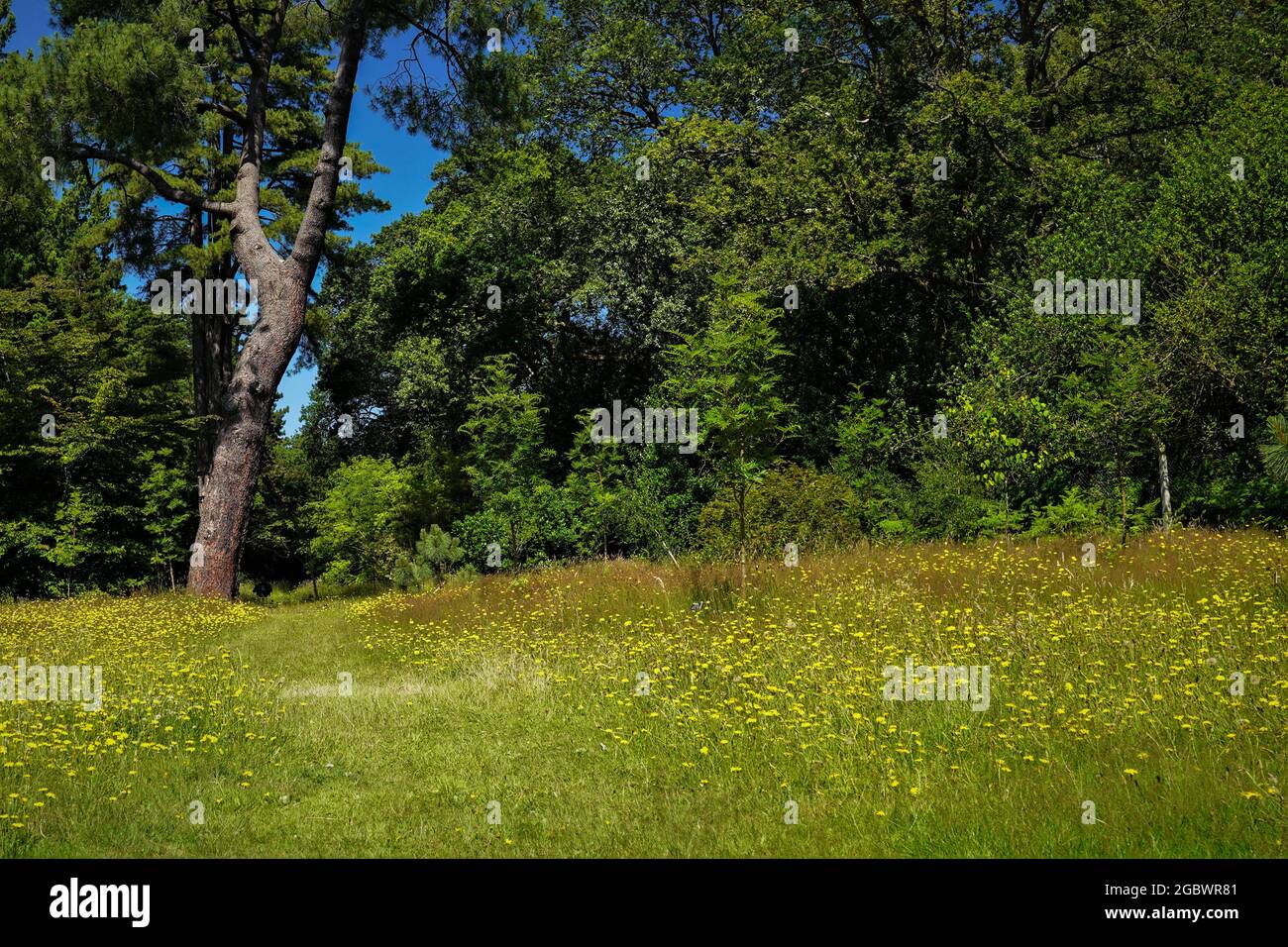 English gardens trees tree summer blue sky hi-res stock photography and ...