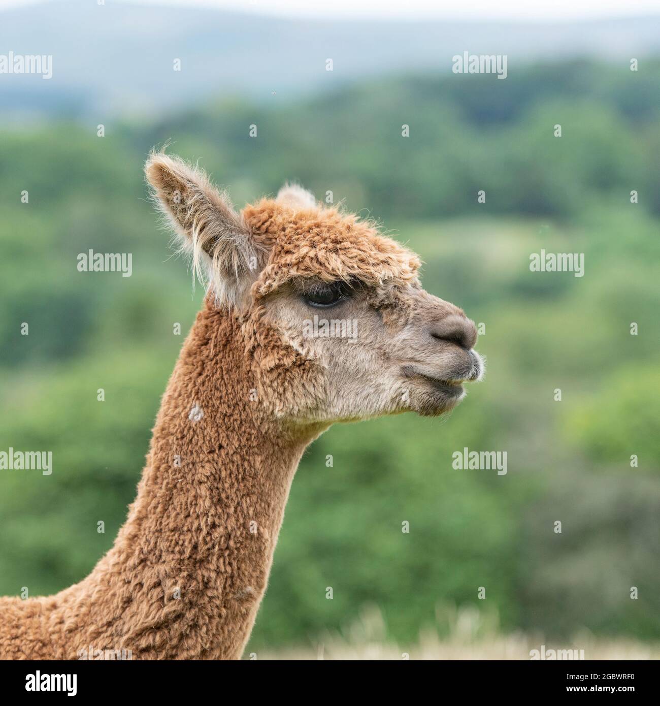Alpaca profile view hi-res stock photography and images - Alamy