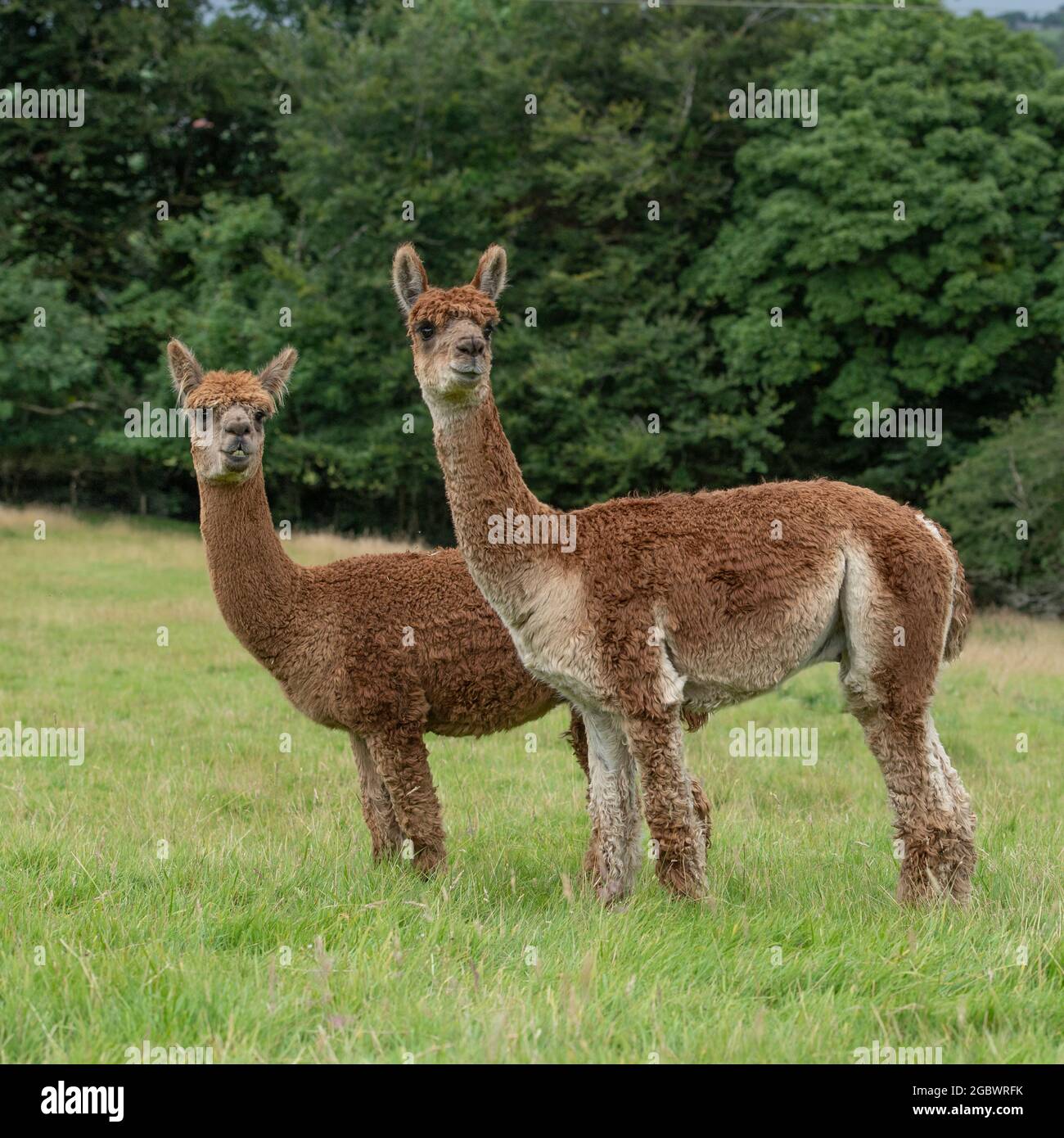 Two alpacas hi-res stock photography and images - Alamy