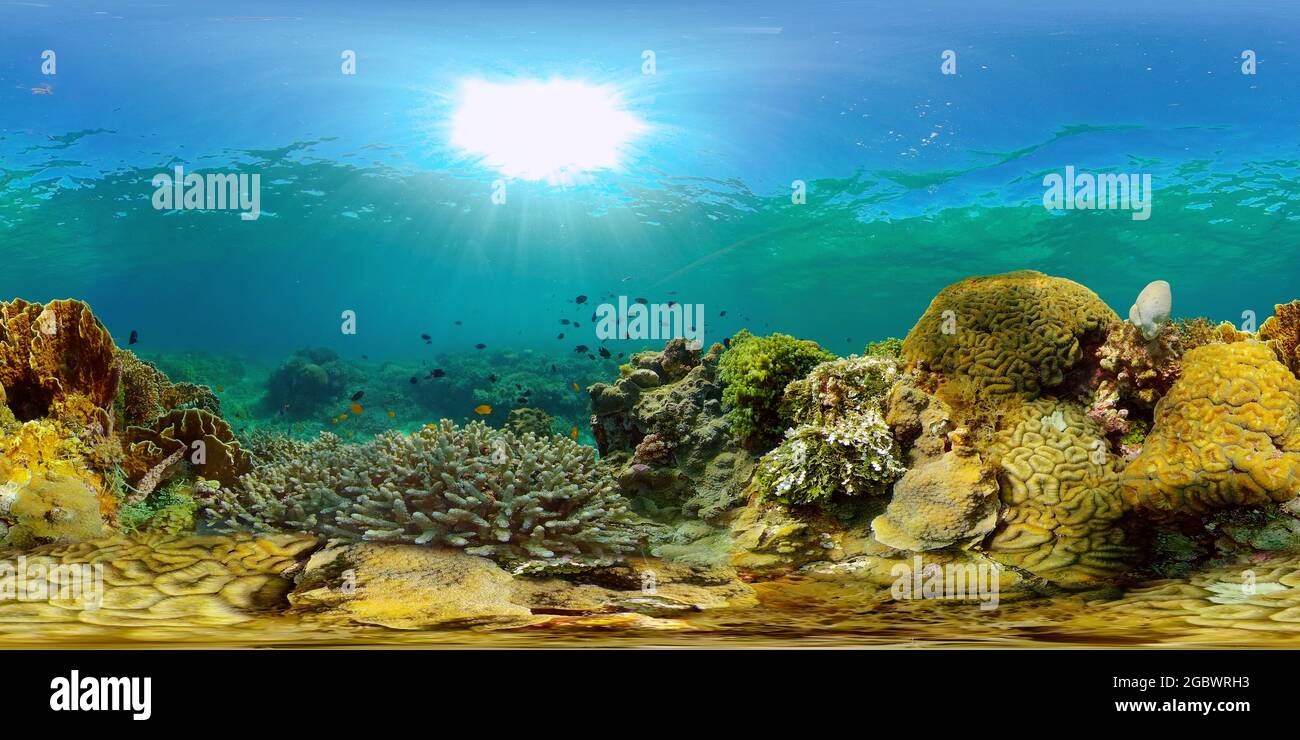 Reef Marine Underwater Scene. Tropical underwater sea fish. Philippines ...