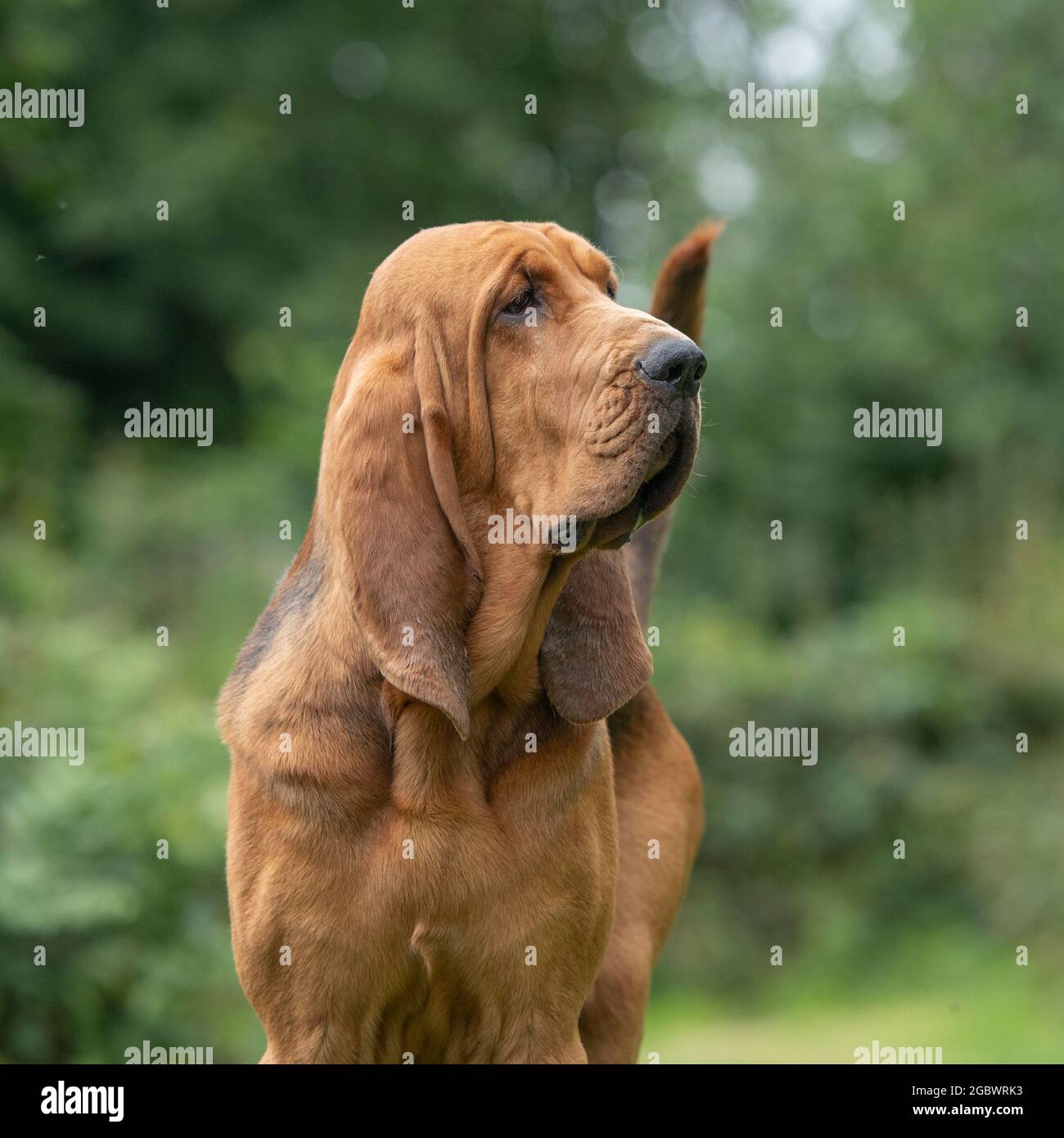 Close up hound side view head hi-res stock photography and images - Alamy