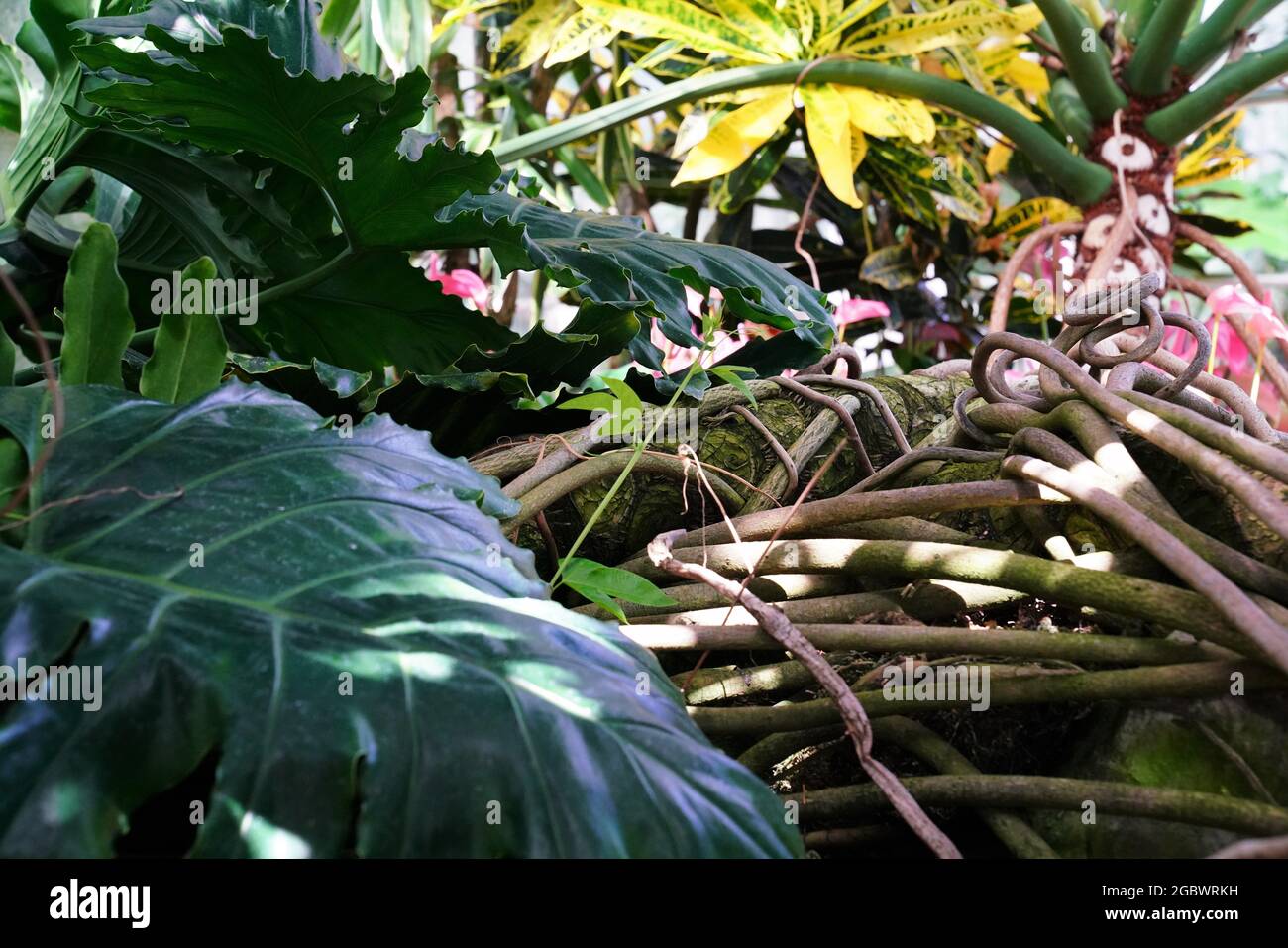 Creeping roots hi-res stock photography and images - Alamy