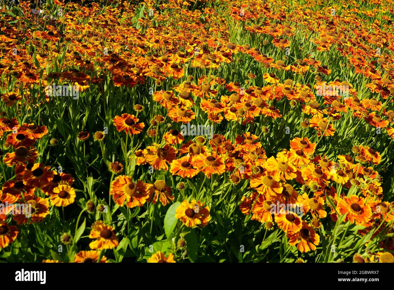 A FIELD OF HELENIUM FLOWERS IN THE SUMMER SUN Stock Photo - Alamy