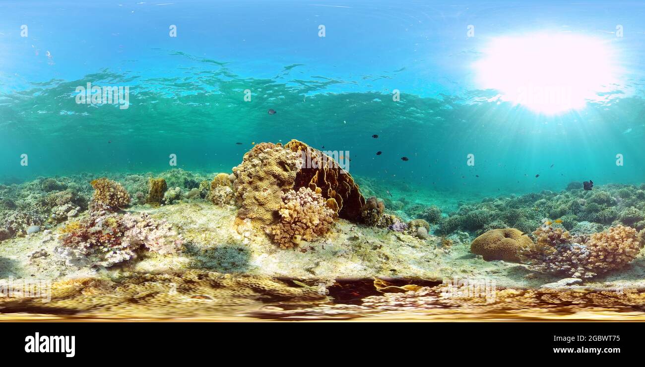 Tropical fishes and coral reef at diving. Underwater world with corals ...