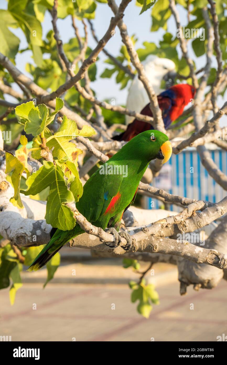 Portrait of light green parrot on the tree with green leaves Stock ...