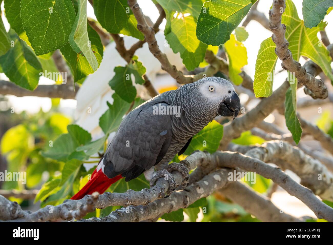 Timneh African Grey Parrot on a tree with green leaves Stock Photo - Alamy