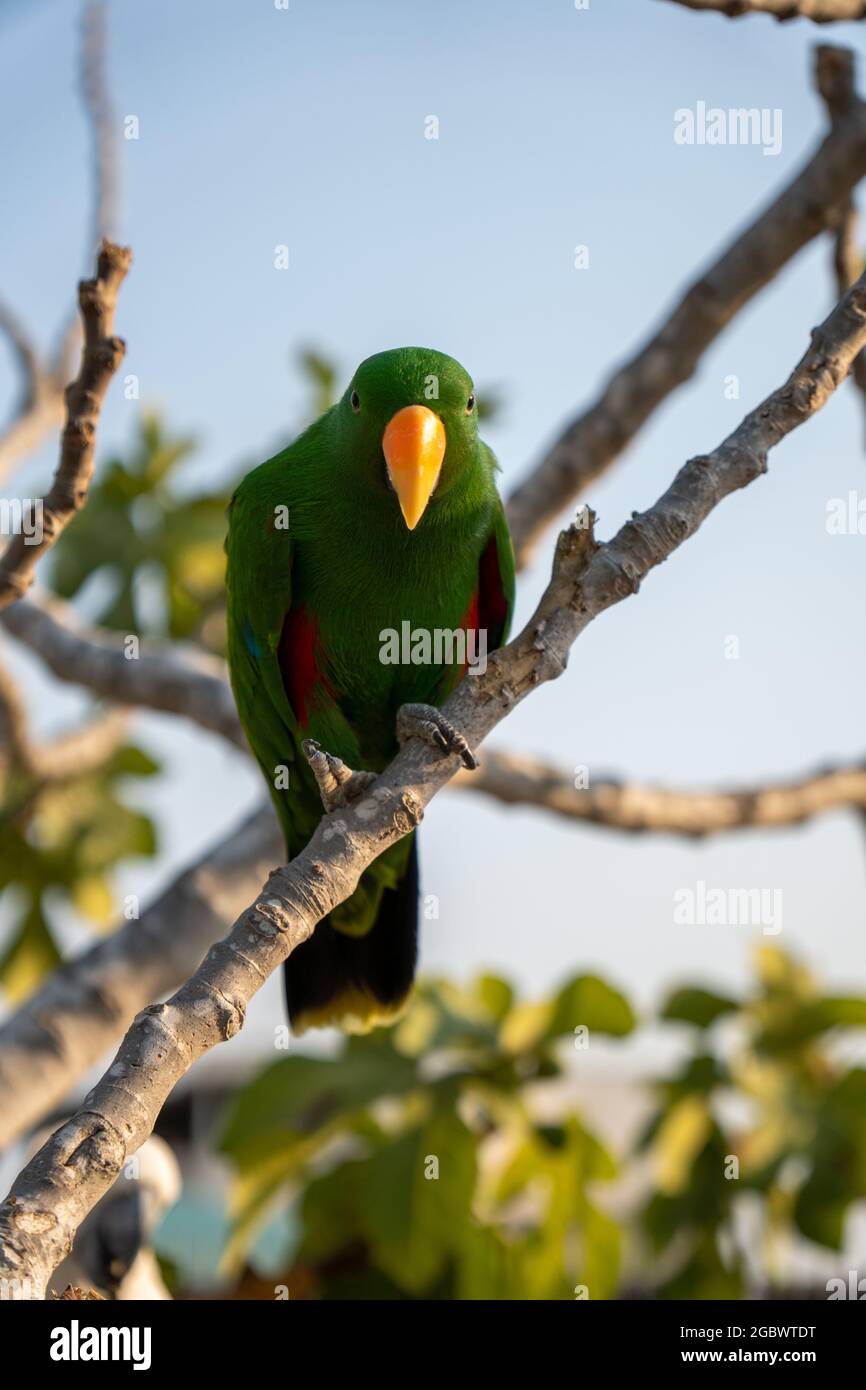 Couple winter central park hi-res stock photography and images - Alamy