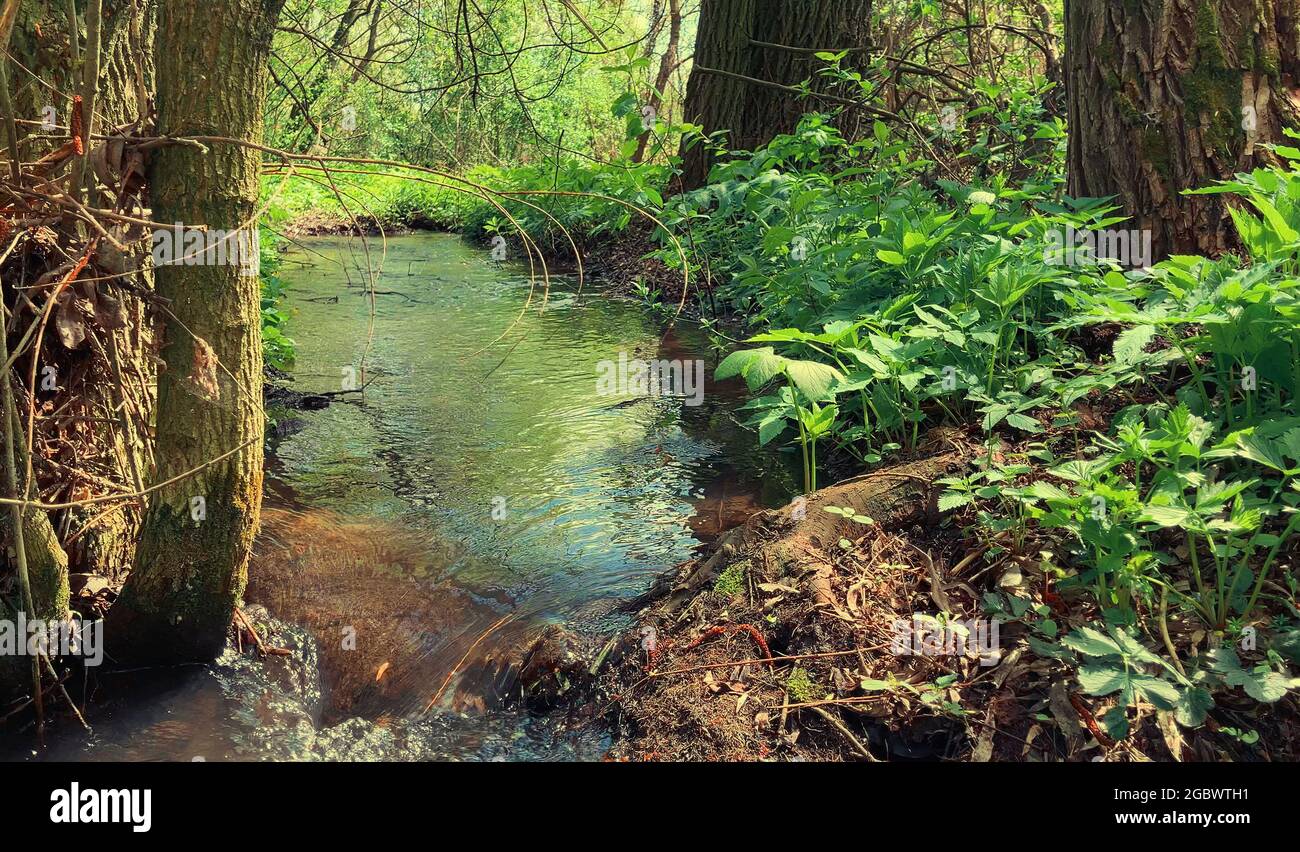 small forest stream among tree trunks and grass in the spring ...