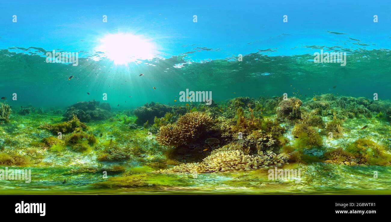 Coral garden seascape and underwater world. Colorful tropical coral ...