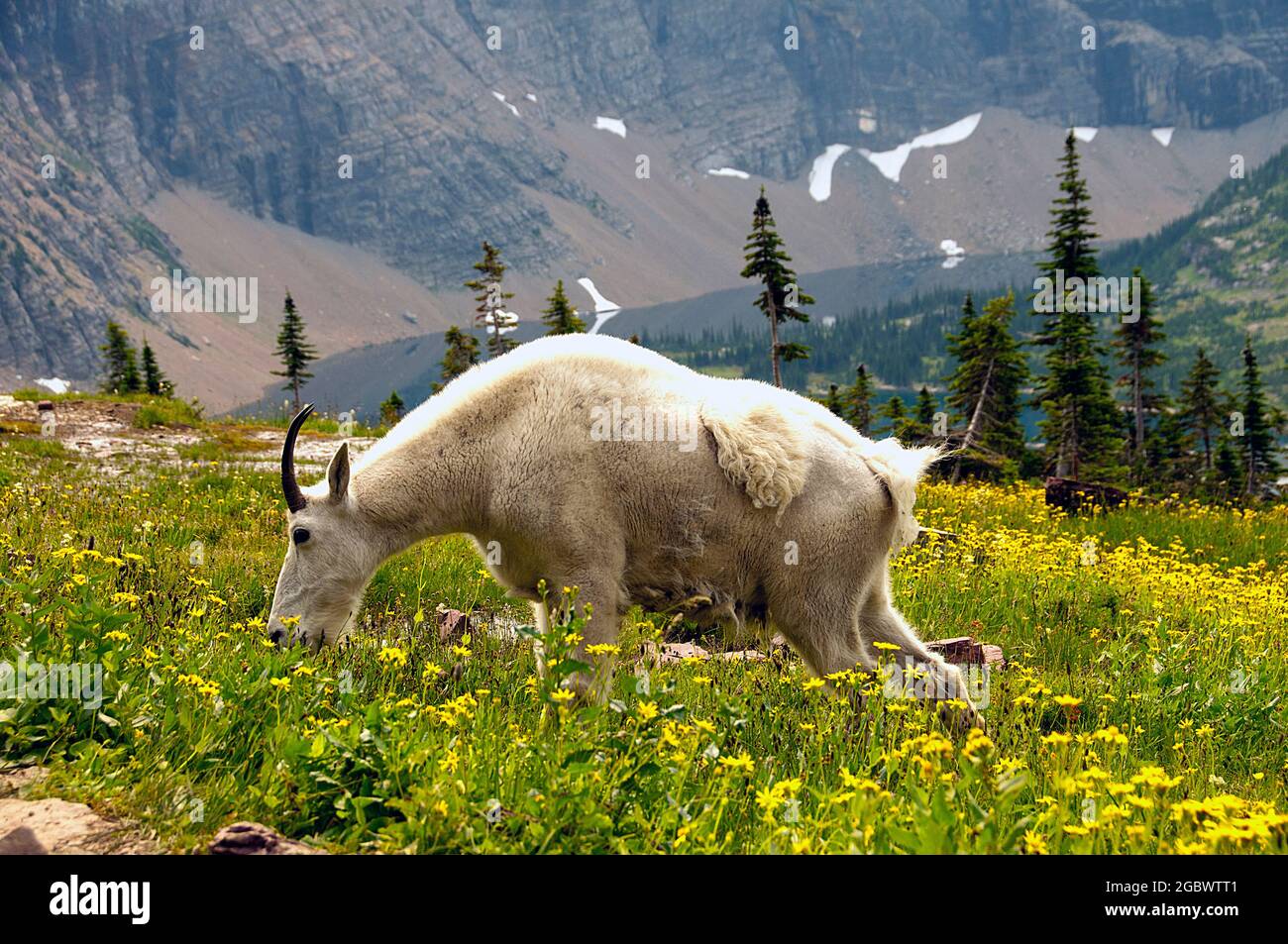 Mountain Goat billie in field of wildflowers, Hidden Lake below, Logan ...