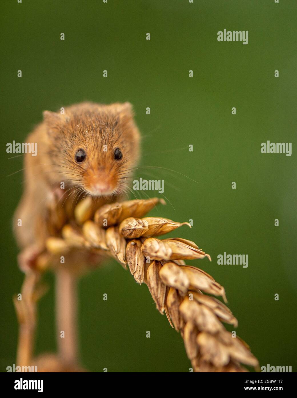 Ear Of Mouse High Resolution Stock Photography and Images - Alamy